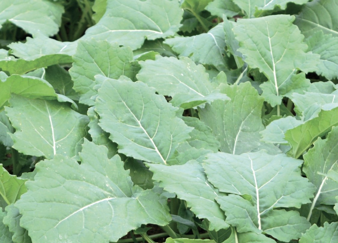 Zwiększenie odporności roślin na stres - Agrosimex.pl