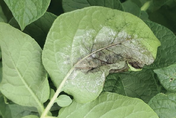 Fungicydy do ochrony ziemniaka - Agrosimex.pl