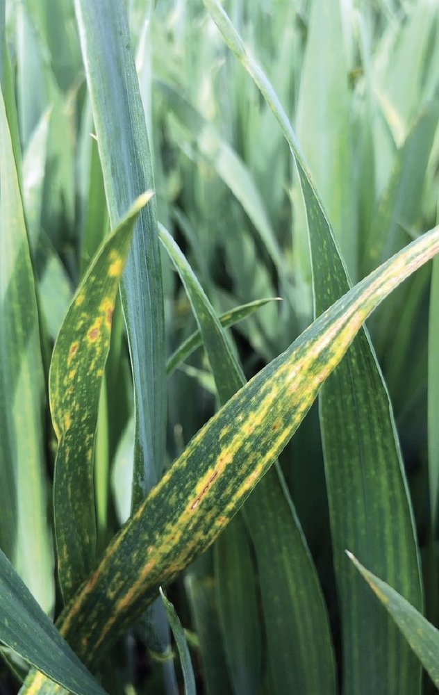 Identyfikacja i zapobieganie chorobom zbóż - Agrosimex.pl