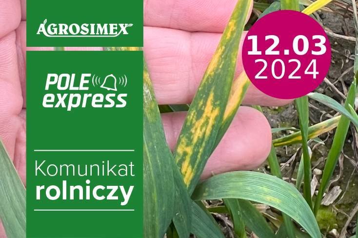 Skuteczny zabieg T0 w pszenicy ozimej - wiosna POLE express - Agrosimex.pl